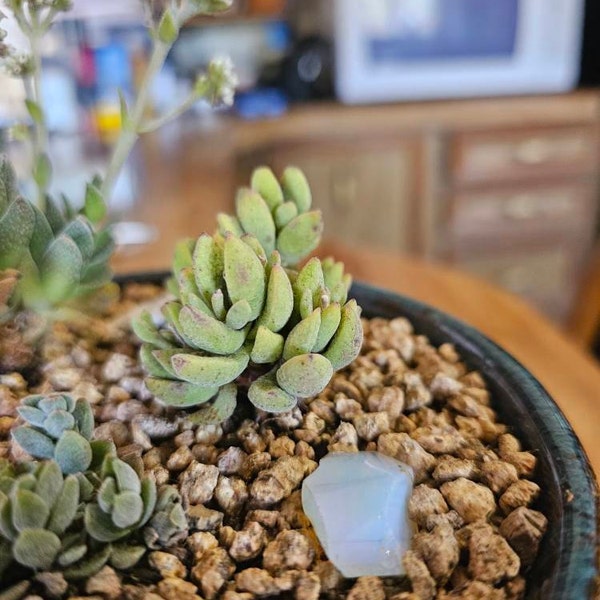Echeveria 'onslow' Rare Succulent Fully Rooted - Etsy Echeveria 'onslow' Rare Succulent Fully Rooted - Etsy