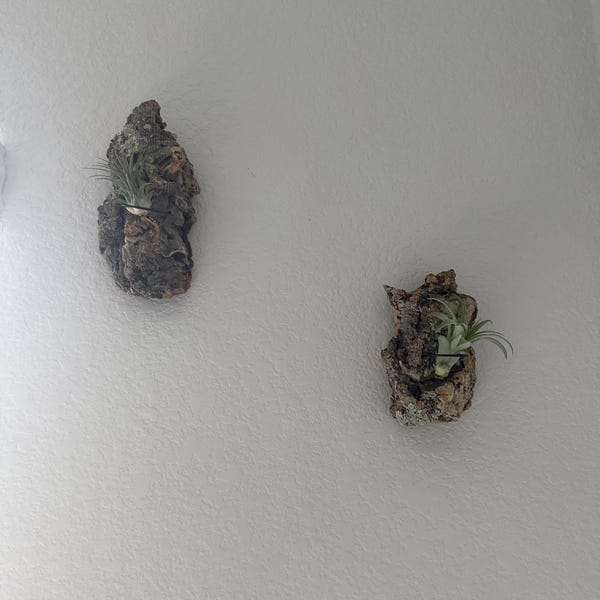 Floating Forest Trio Moss Wall Art, Wall Decor, 3 Cork Bark W ...