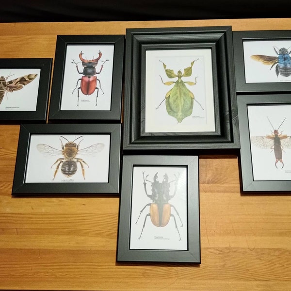 Longhorn Beetle Print, Scientific Illustration - Etsy