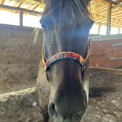 White Rope Reins 5/8 Horse Tack Yacht Rope Reins Rope - Etsy