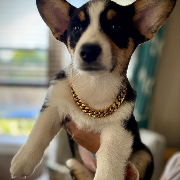 Cuban Dog Chain, Gold Dog Collar, Engraved Metal Letter, Custom Gold ...