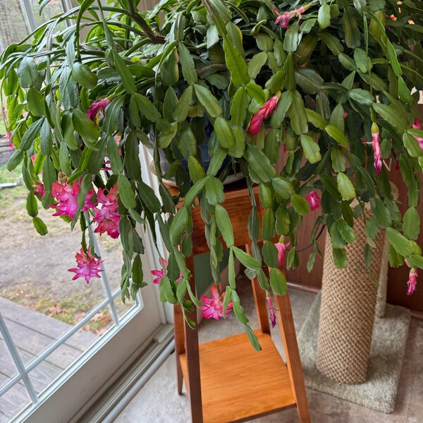 Handcrafted Shaker Corner TV Stand. Made in Maine - Etsy