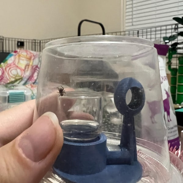 Custom Jumping Spider Enclosure From Kritter Kribs With Magnetic ...