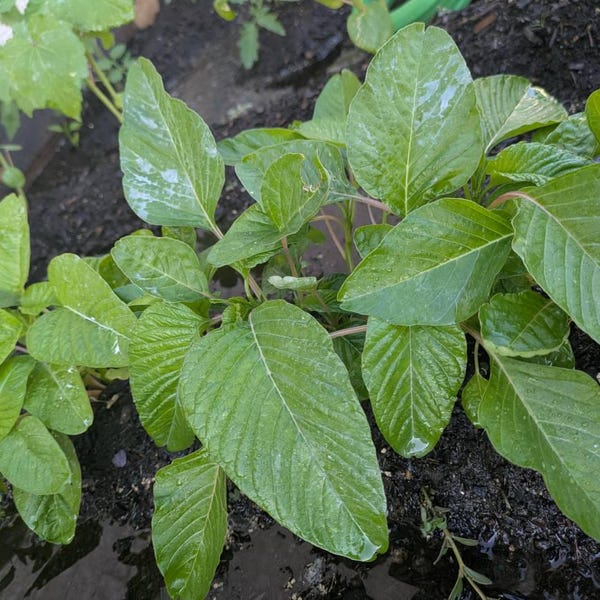 Jamaican Callaloo Seeds - Etsy