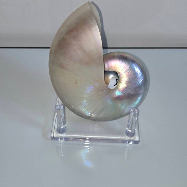 Embellished Spindle Shell With Swarovski Crystals and Pearl Accents ...