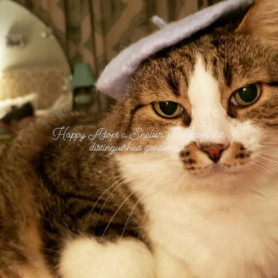 Marine Captain Mini Hat Cat Captain Hat Original Design - Etsy