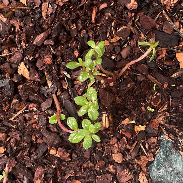 Live Pre Rooted Edible Purslane Cuttings Plugs - Etsy