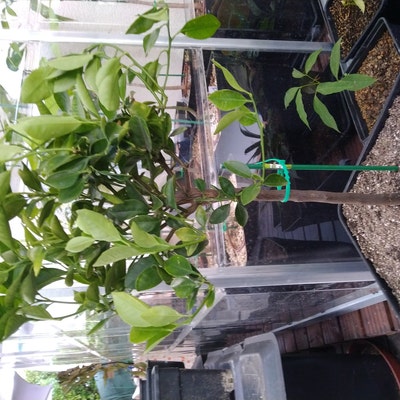 Organic Emperor Lychee Live Plant Litchi Chinensis 1 Live - Etsy UK