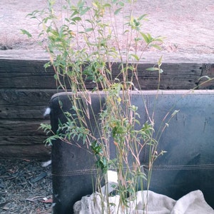 Fargesia Rufasunset Glow Clumping Bamboo Plant in Number One | Etsy