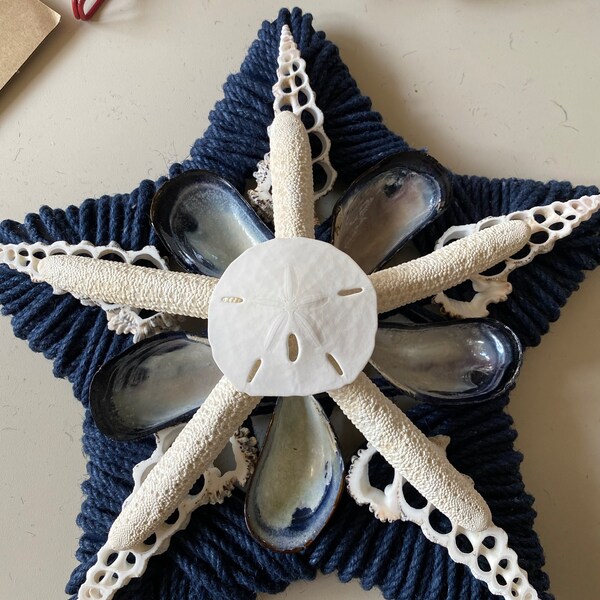 Whale Shark Eye Moon Snail Shell Polinices Didyma11-1/2 5 Shells - Etsy