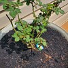 Rose “ausbite” English Climbing Rose Plant Ownroot - Etsy