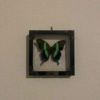 Real Framed Giant Actias Luna Moth 3D Floating Shadow Box Insect ...