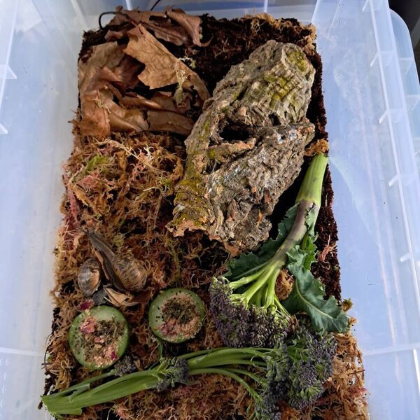 Land Snail Kit, Ideal for Garden Snails - Etsy