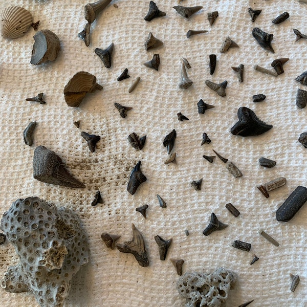 Advanced Fossil Hunter Kit 1, 3, or 5 Pounds of Micro Matrix L, STEM ...
