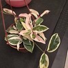 Scindapsus Pictus Platinum Java - 6" From Myplants - Etsy