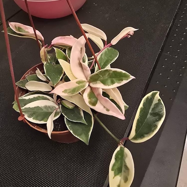 Scindapsus Pictus Platinum Java - 6" From Myplants - Etsy