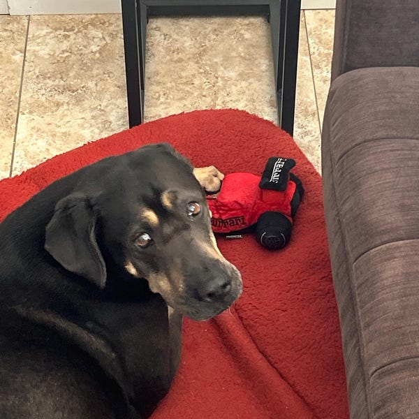 Formula 1 Parody Plush Dog Toy Car: Red Bull Themed Squeaky Toy - Etsy