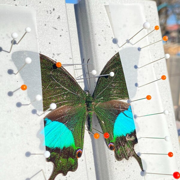 Morpho Aurora Butterfly, Mounted (wings Spread) and Framed in a Riker ...