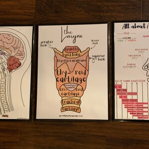 Anatomy & Physiology SLP Labeled Posters Set of 3 Speechie Educational ...