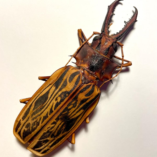 Giant Flower Beetle Goliathus Goliatus Unmonted for Artwork, Taxidermy ...