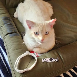 Checkered Cat Collar Black and White Checks Safety - Etsy