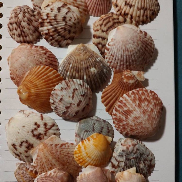 25+ Scallop Sea Shells, Florida Scallops, Sanibel Scallop Shells ...