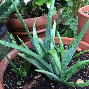 Tillandsia Stricta Iridescent Air Plants - Etsy