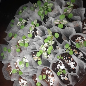 Billy Button Seeds, Craspedia, Billy Balls, Craspedia Globosa CD0150 - Etsy