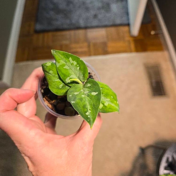 Aglaonema Pictum Tricolor Starter Plant (ALL STARTER PLANTS Require You to Purchase 2 Plants ...