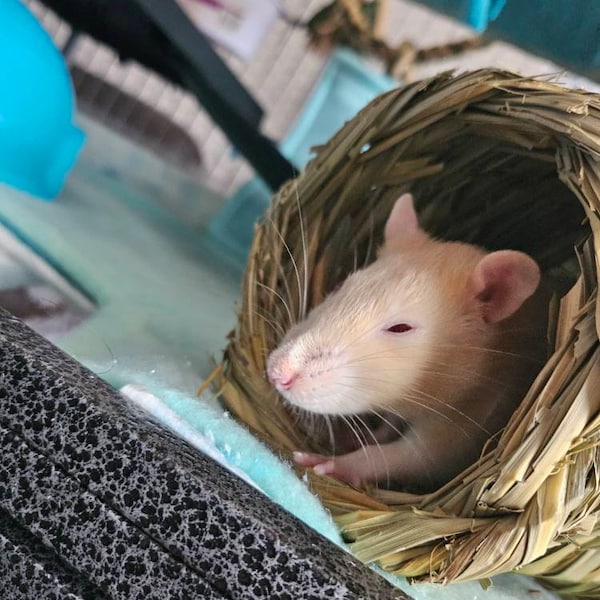 Fleece Scraps Fleece Bedding Fleece Strips Rat Toy Nesting Material Pom ...