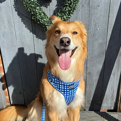 The Crafty Dog Co Can't Stop the Tealin' Rope Lead Teal - Etsy