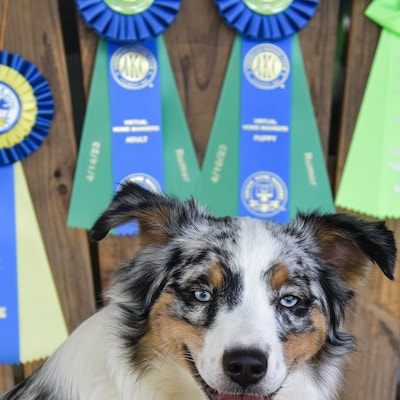AKC Virtual Rally Title Ribbon Rosette Novice Intermediate - Etsy UK
