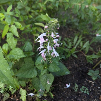 Billy Button Seeds, Craspedia, Billy Balls, Craspedia Globosa CD0150 - Etsy