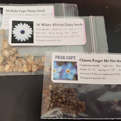 50 WHITE Zulu Prince CAPE DAISY Venidium Fastuosum Alba Flower Seeds - Etsy