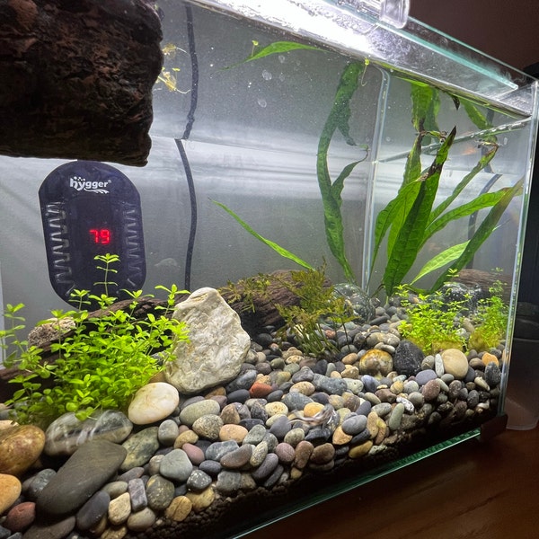 Mexican Beach Pebbles Mix River Rock Aquarium Substrate Quality Matters ...