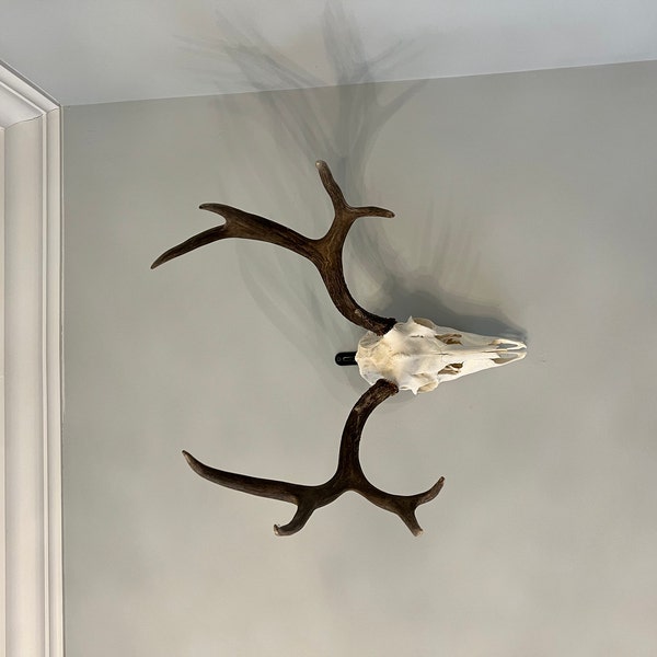 Large European Mount Hanger - Etsy