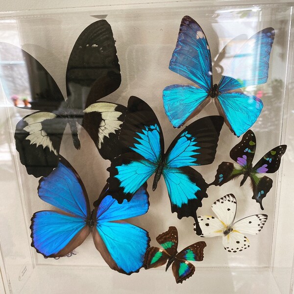 Butterfly Display, Framed Butterflies, Mounted Butterflies, Butterfly ...