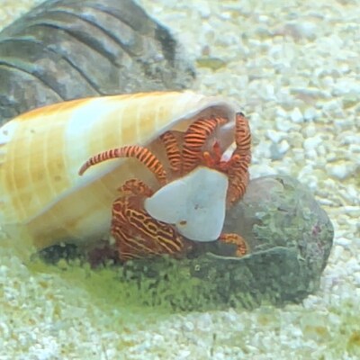 Real Jungle Mud Starfish Orange Brown Amber Color 1 to 3 Pcs 2 to 4 1/2 ...