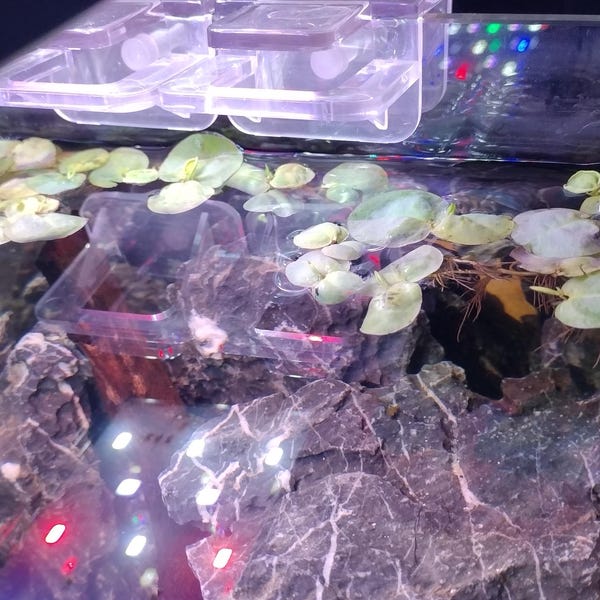 Fully RED Plants With Pogostemon Helferi Downoi, Bundle, pearlingplants ...