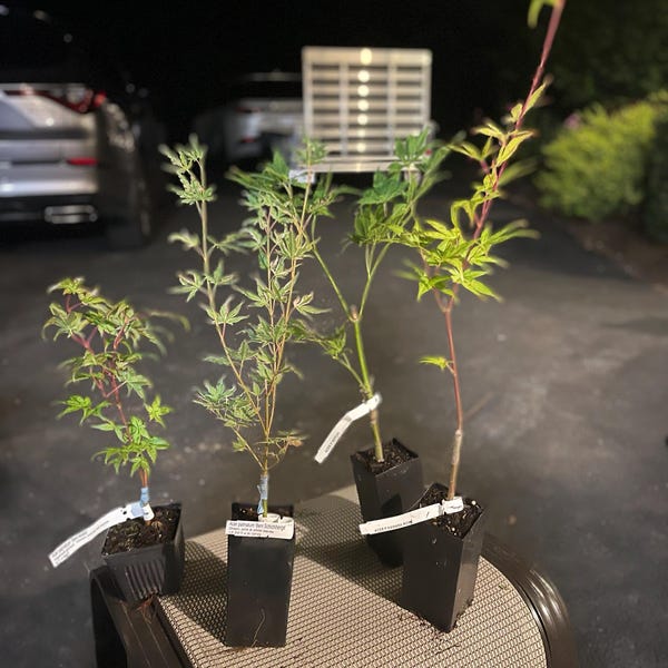 Japanese Maple 'crimson Queen' Acer Palmatum Dissectum Live Grafted ...