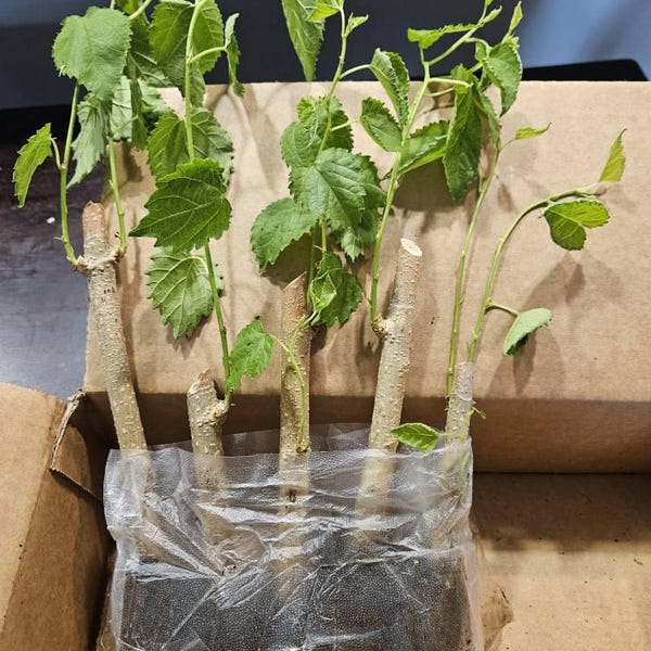 10 White Mulberry Cuttings Morus Alba. Male Tree. Animal Fodder ...