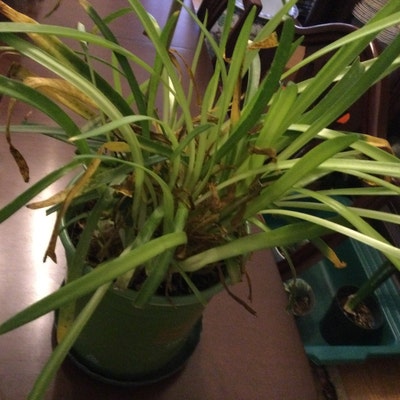 Agapanthus Indigo Frost 1 Live Plant Ship in 6 Pot - Etsy