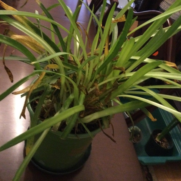 Agapanthus Indigo Frost 1 Live Plant Ship in 6" Pot - Etsy