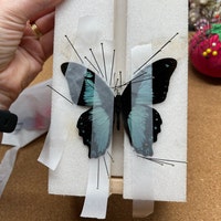 Papilio Bromius ONE Real Butterfly Blue Africa - Etsy