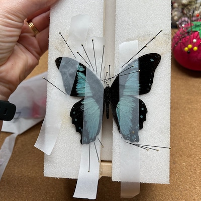 Papilio Bromius ONE Real Butterfly Blue Africa - Etsy