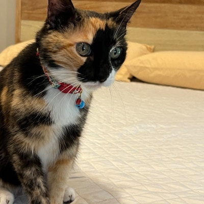 Strawberry Cat Collar Strawberry Kitten Collar Strawberry Collar ...