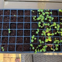 Giggles Dahlia Seeds - Attracts Pollinators, Long Blooming Season ...