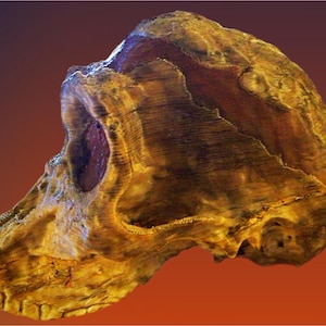 Homo Habilis, "handy Man" Ancient Hominid Skull Museum Quality High ...