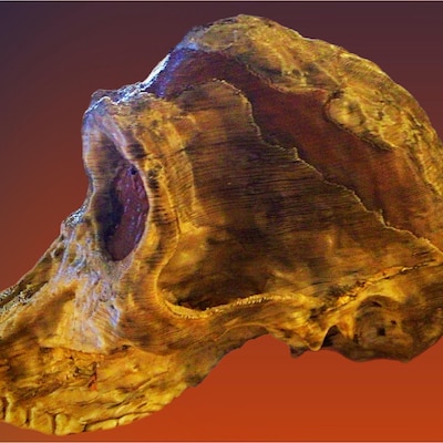 5 Month Old Human Skull victorian Child, CT SCAN, Museum Quality High ...