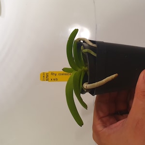 Rby. Copper Queen 'H&R' Near Blooming Size Brassavola - Etsy